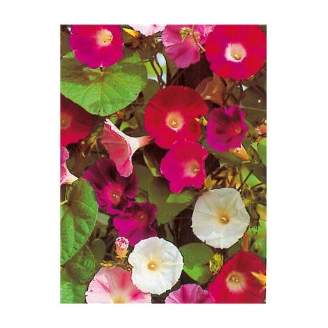 IPOMEE VOLUBILIS - 3 G - Graines de fleurs