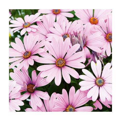 DIMORPHOTECA ECKLONIS ROSE - Marguerite
