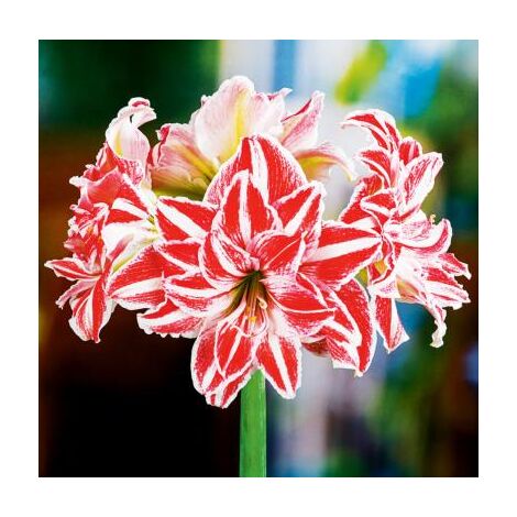 AMARYLLIS DANCING QUEEN - 1 BULBE