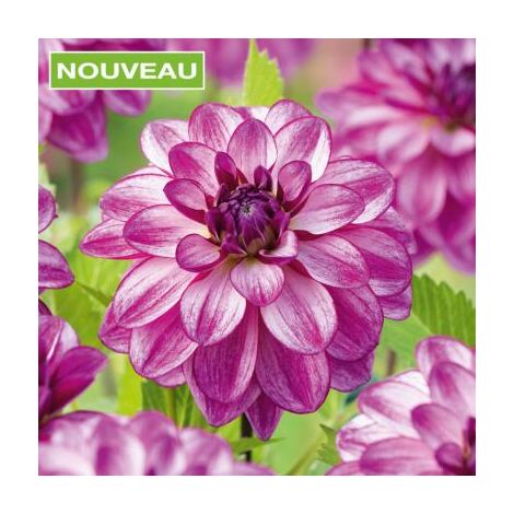 DAHLIA SEDUCTION - 1 BULBE