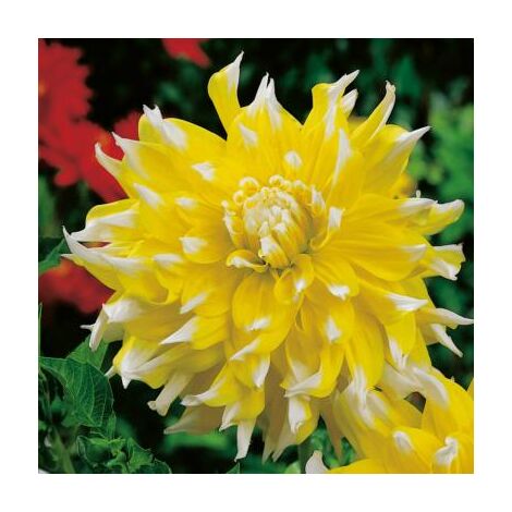 DAHLIA SEATTLE - 1 BULBE