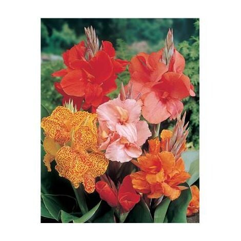 OFFRE SPECIALE CANNAS - 3 BULBES - CANNAS