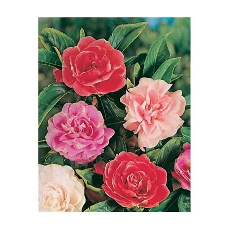 BALSAMINE BUISSON FLEURI - 1.5 G -Massif fleurie