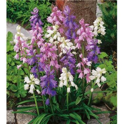 JACINTHE DES BOIS MELANGE - 15 BULBES - Jacinthe