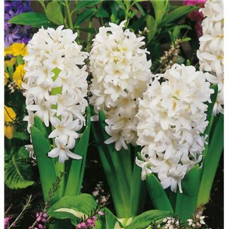 JACINTHE CARNEGIE - 2 BULBES - Jacinthe