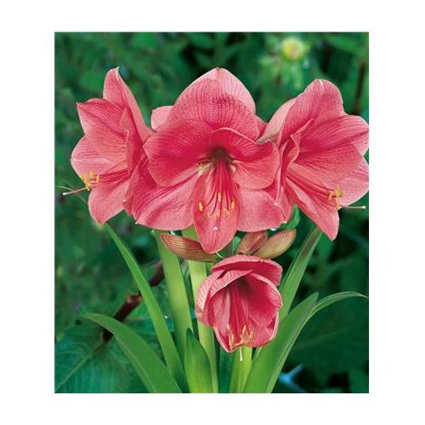 AMARYLLIS ROSE - Coloris rose - 1 BULBE