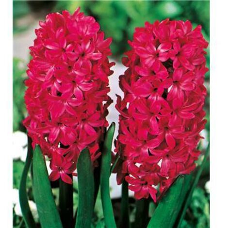 JACINTHE JAN BOS - 3 BULBES