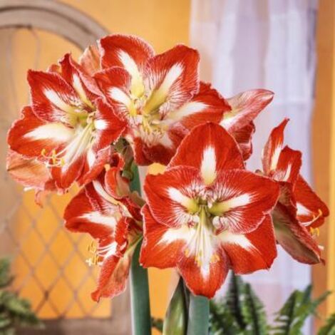 AMARYLLIS ROUGE ET BLANC - 1 BULBE AMARYLLIS