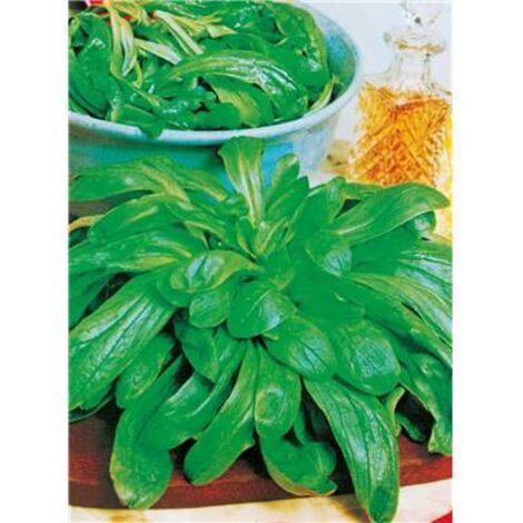 MACHE A GROSSE GRAINE - 10 G - GRAINES DE LÉGUMES