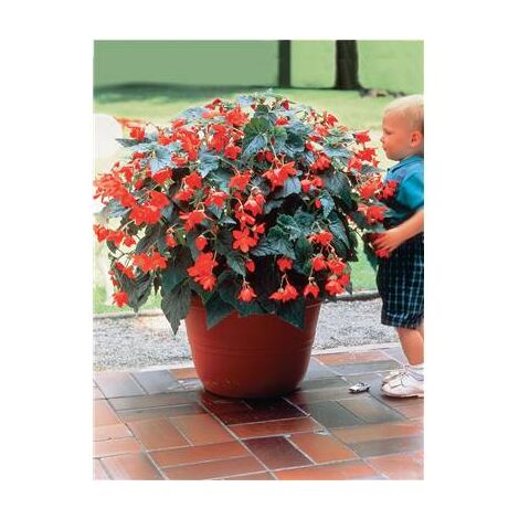 BEGONIA BERTINI - 3 BULBES - bulbes