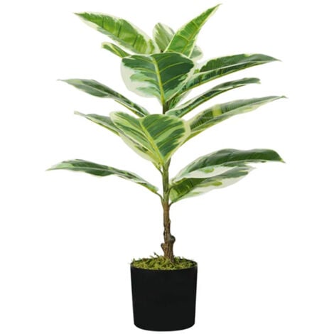 Pianta Ficus Elastica In Polietilene Con 15 Foglie E Vaso Con Muschio 65cm
