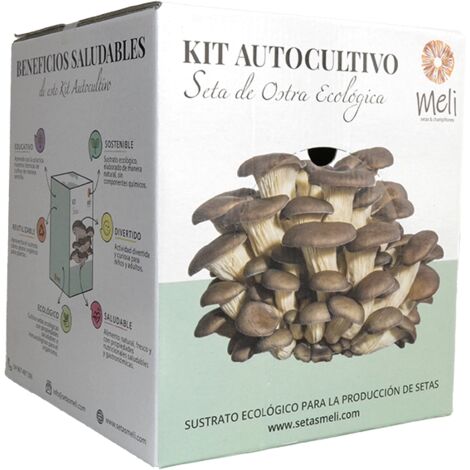 Kit Autocultivo Setas Ecológica Ostra
