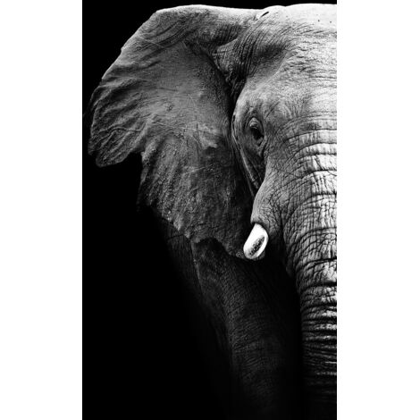 Tableau photo éléphant Toile imprimée