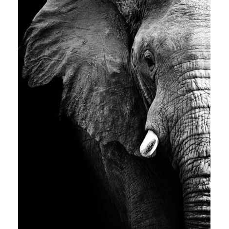 Tableau photo éléphant Toile imprimée