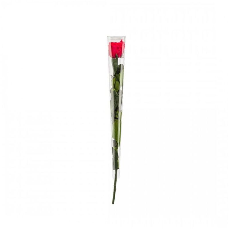Rose en tige stabilisée Coloris rouge