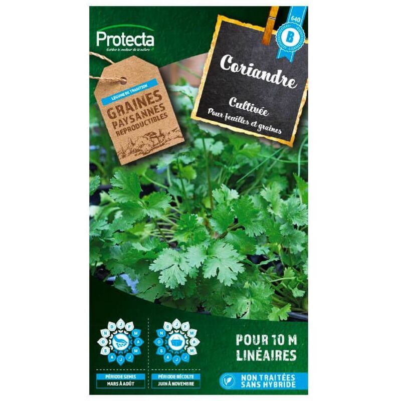 Coriandre cultivée