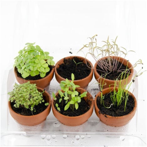 Mini serre de jardinage aromatiques à semer