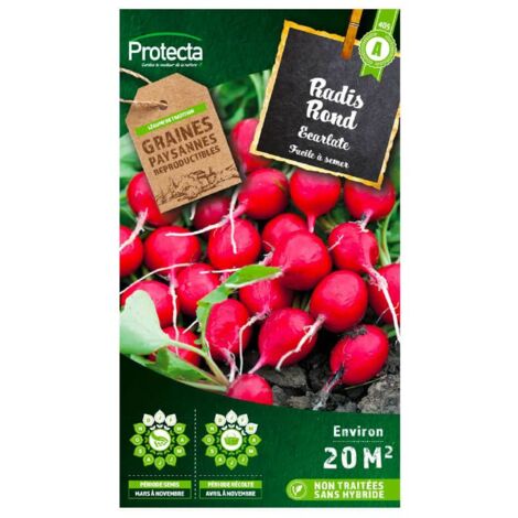 Radis rond écarlate