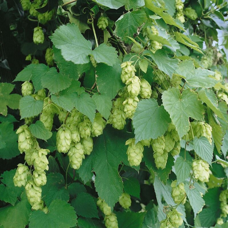 Humulus lupulus 'Hallertauer Tradition' C 2 40- 60