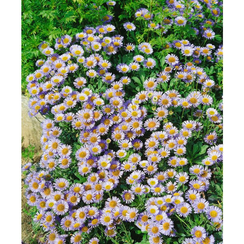 Erigeron glaucus P 0,5