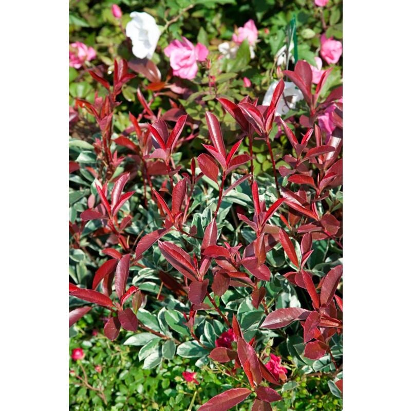 Photinia fraseri 'Pink Marble' Sta C 10 80-