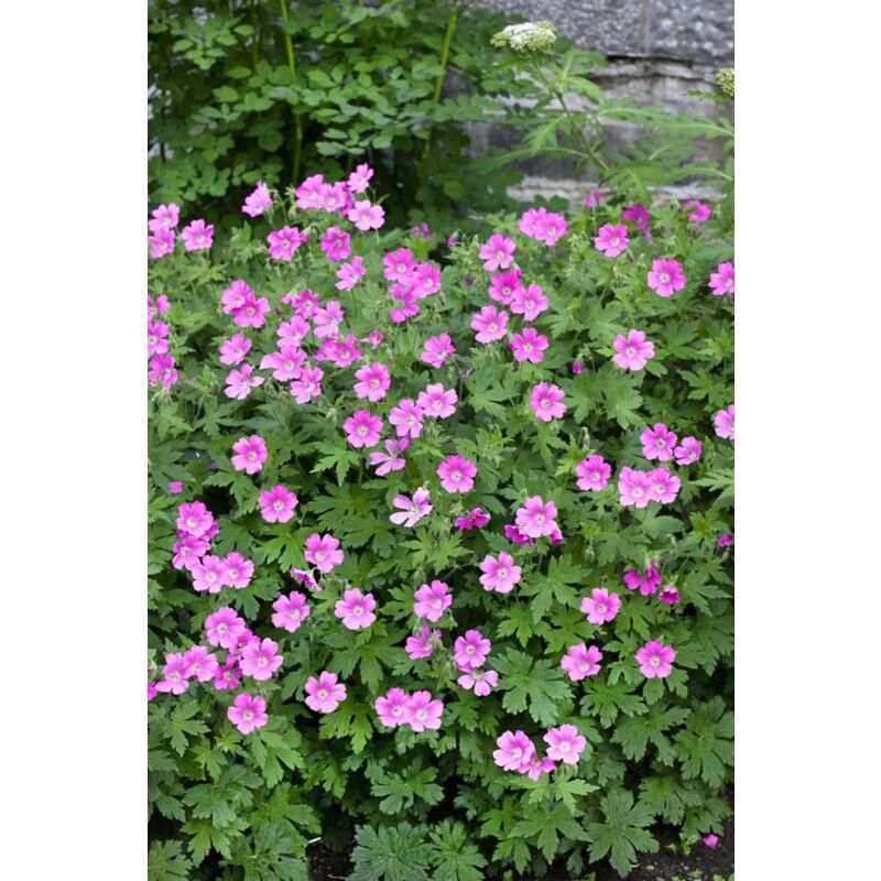 Geranium sanguineum 'Elke' P 0,5