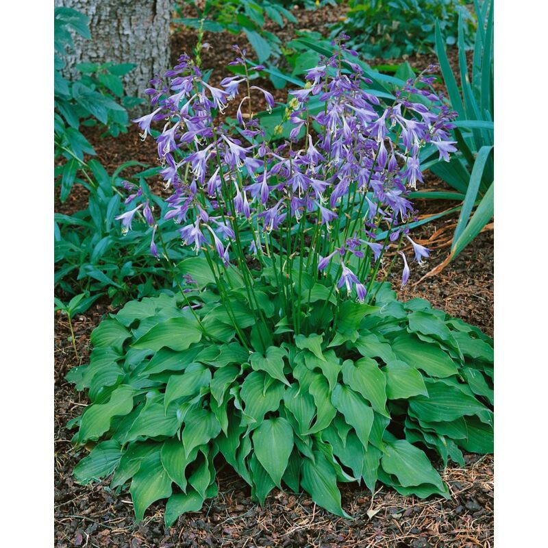 Hosta venusta P 0,5