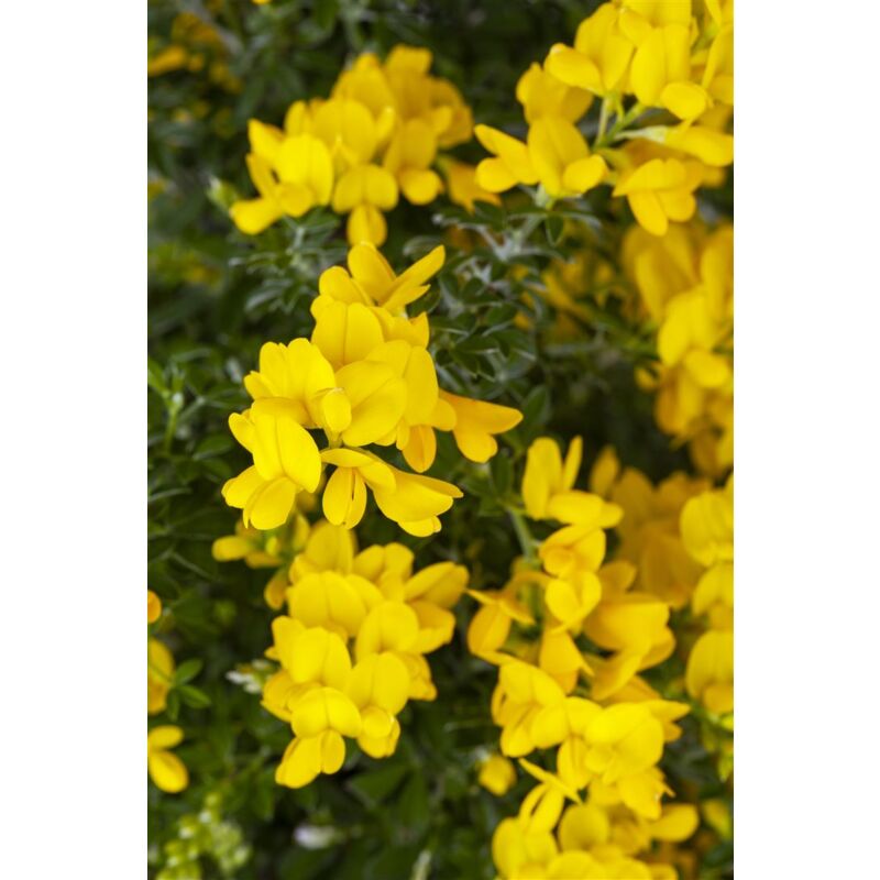 Genista 'Porlock' C2 20-30