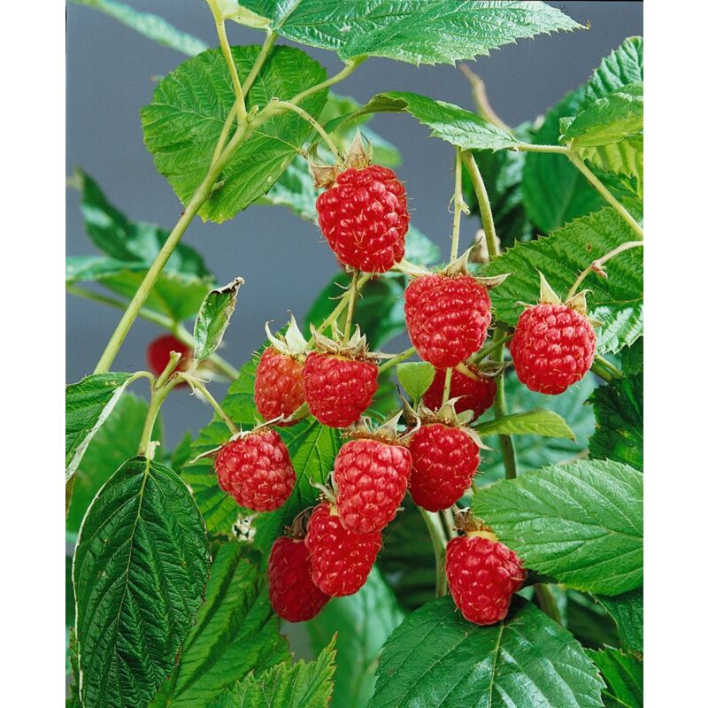 Rubus idaeus 'Heritage' CAC 2L Eck 45-