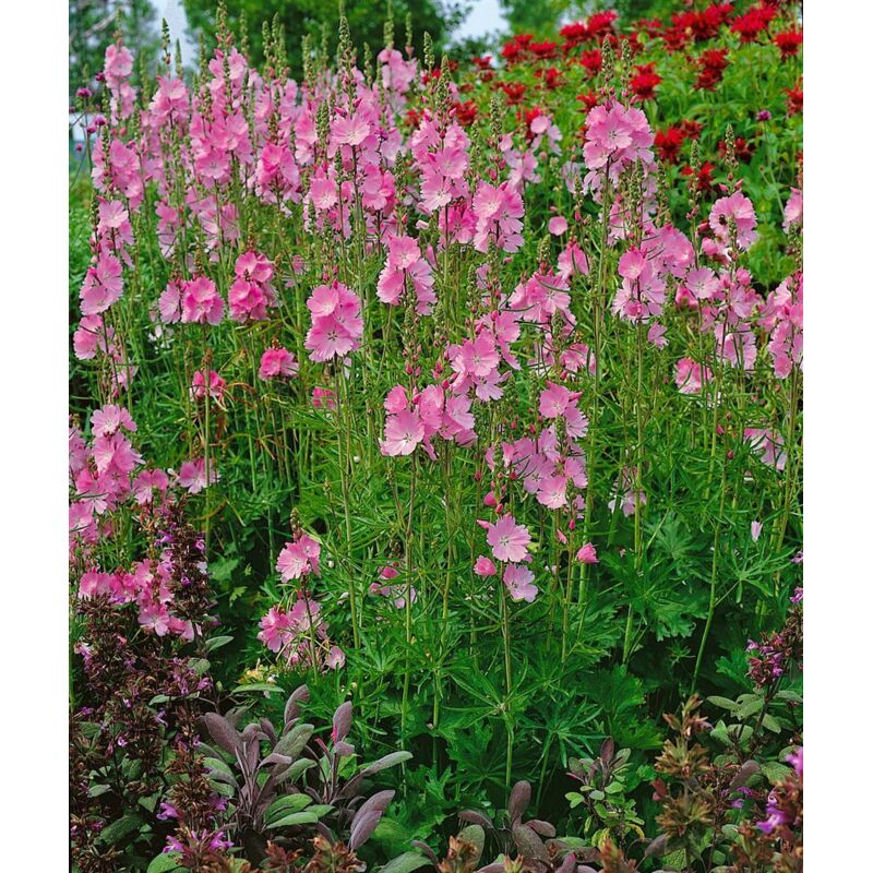 Sidalcea malviflora 'Rosanna' P 0,5