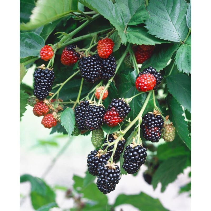 Rubus fruticosus 'Triple Crown' CAC 2 L Eck 30-40