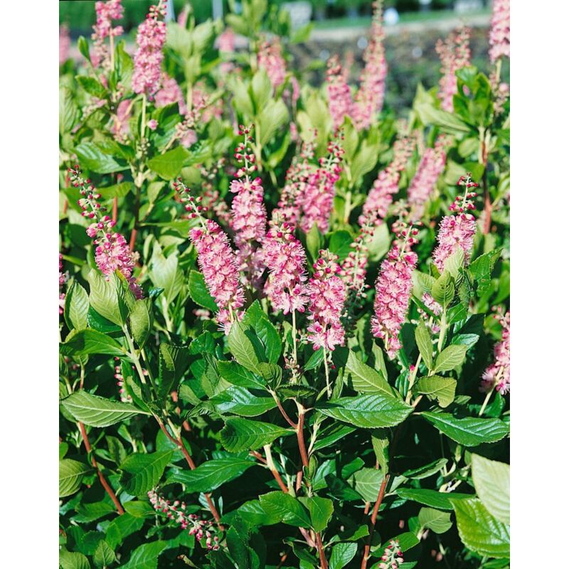 Clethra alnifolia 'Ruby Spice' 5 L 60- 80