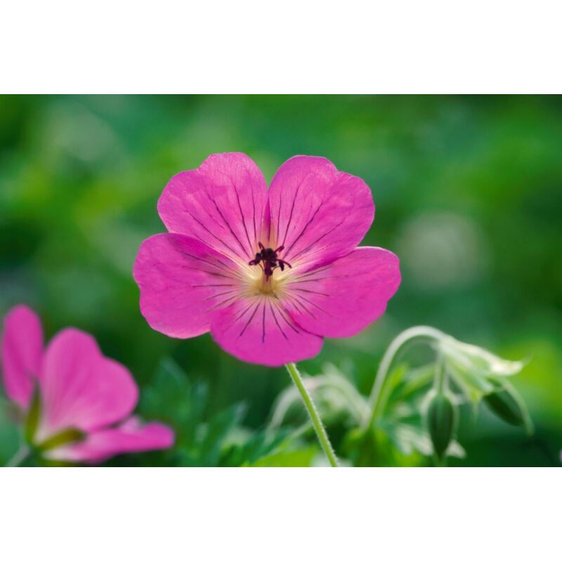 Geranium wallichianum 'Pink Penny' -R- P 1