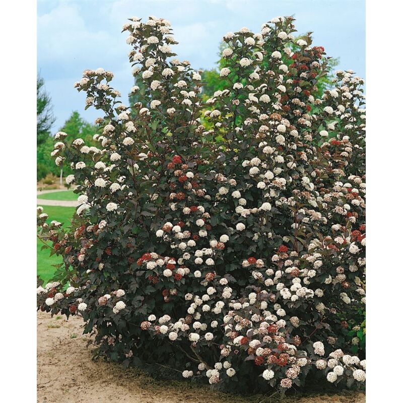 Physocarpus opulifolius 'Midnight' C 5 60-100