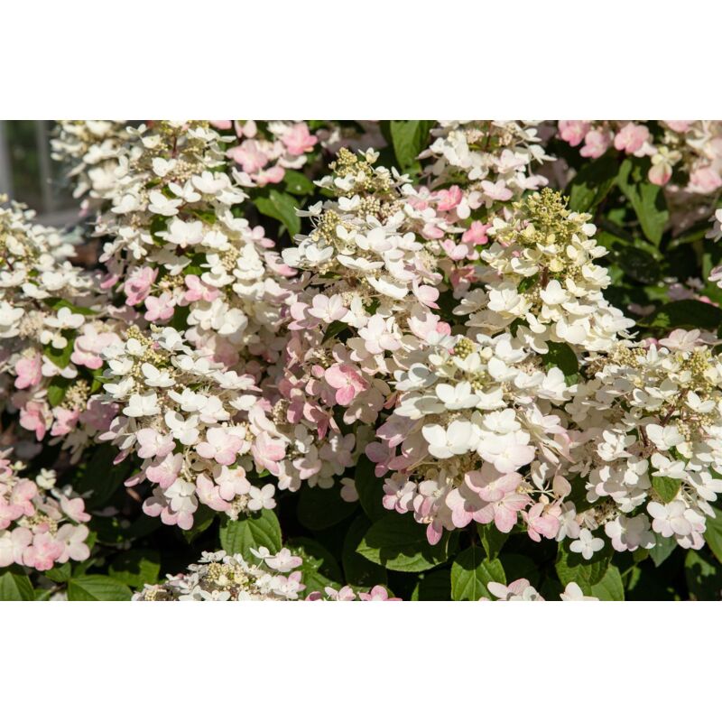Hydrangea paniculata 'Early Harry'® C 5 40