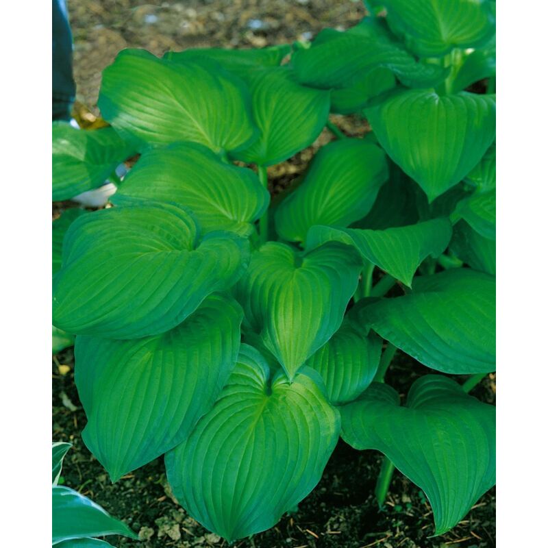 Hosta sieboldiana 'Midwest Magic' P 1
