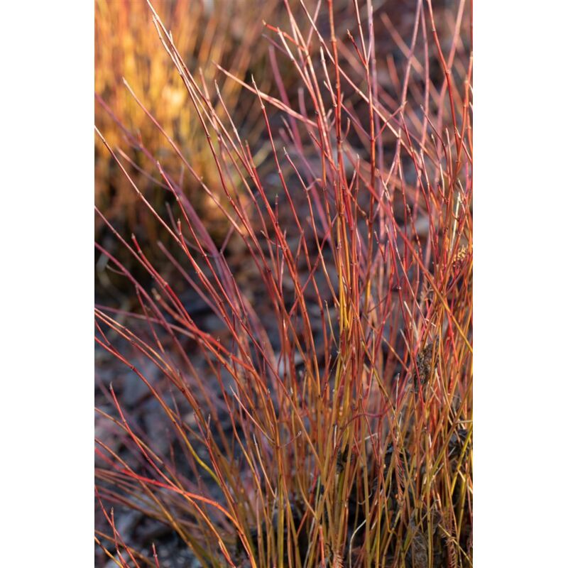 Cornus sericea 'Firedance' C 12 80-100