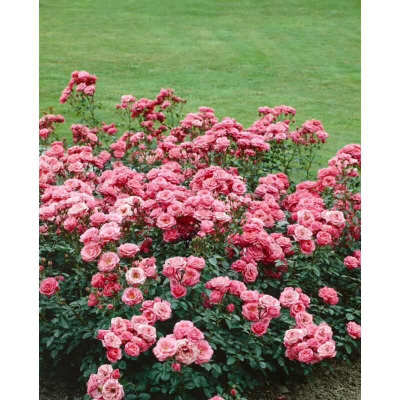 Rosa 'Bella Rosa' 4 Liter Topf