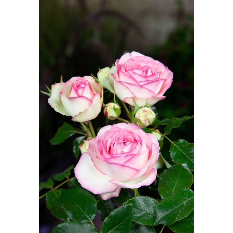Rosa 'Eden Rose' 7 Liter Topf