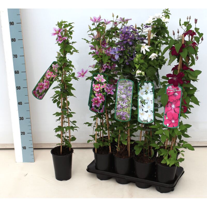 Clematis Hybride 'Justa' 2L 60- 100