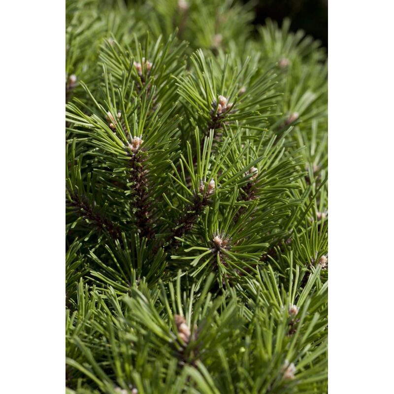 Pinus mugo 'Noack'
