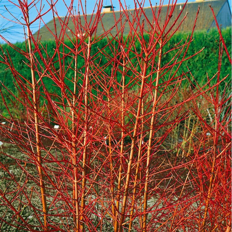 Cornus sanguinea 'Annys Winter Orange'