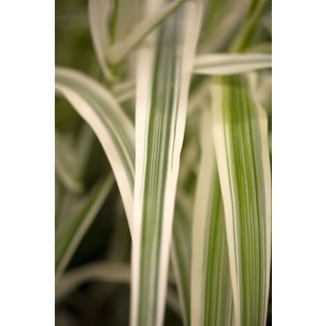 Arundo donax 'Variegata' P 1