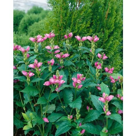 Chelone lyonii 'Hot Lips' P 0,5