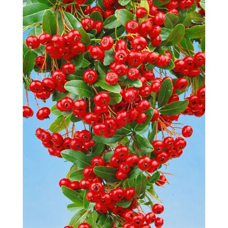 Pyracantha 'Red Column' C 7,5 gestäbt 100- 125