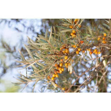 Hippophae rhamnoides C 3 60- 100