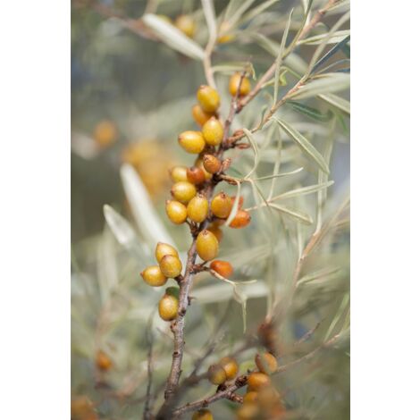 Hippophae rhamnoides C 3 60- 100