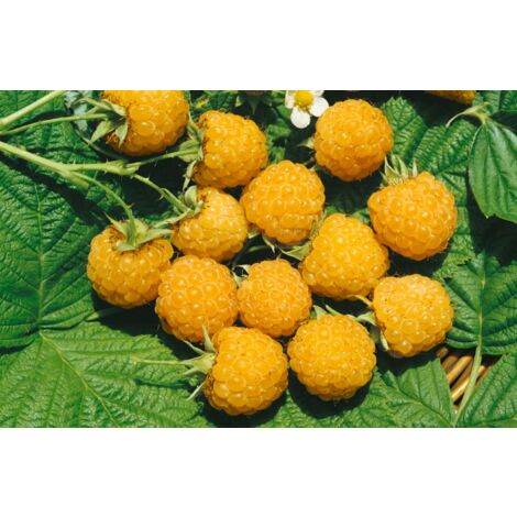 Rubus idaeus 'Fallgold' CAC 2L Eck 45-