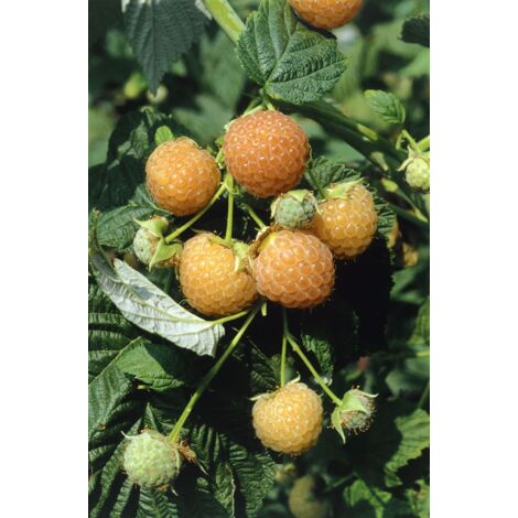 Rubus idaeus 'Fallgold' CAC 2L Eck 45-
