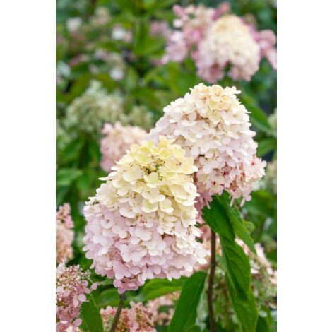 Hydrangea paniculata 'Magical® Sweet Summer' C 60- 80